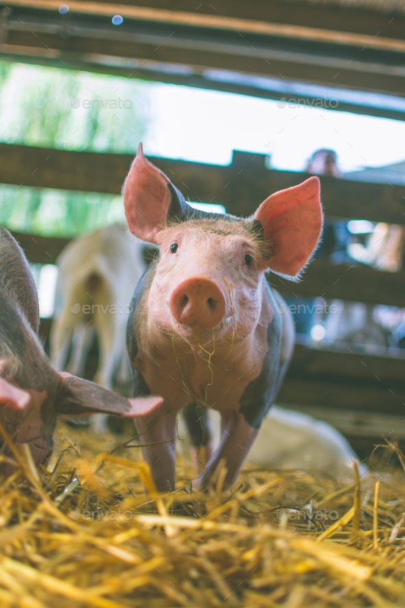 Cute pig piglet at petting zoo farm animal wildlife Stock Photo by ...