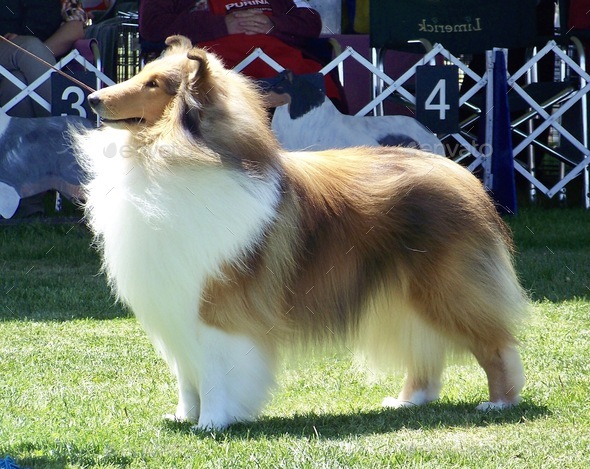 Perfectly groomed Collie at a dog show. Stock Photo by cre8tive_pixels