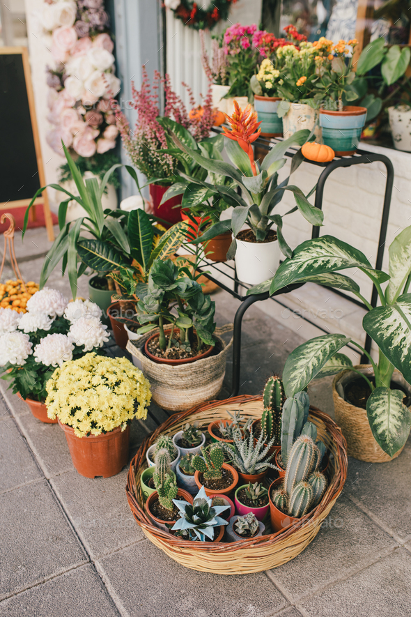 Cacti and succulents in pots outdoors. Stock Photo by Polinalebed ...