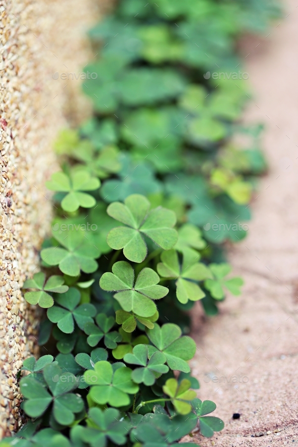 Nature green cloves leaf closeup blur background Stock Photo by wandeaw