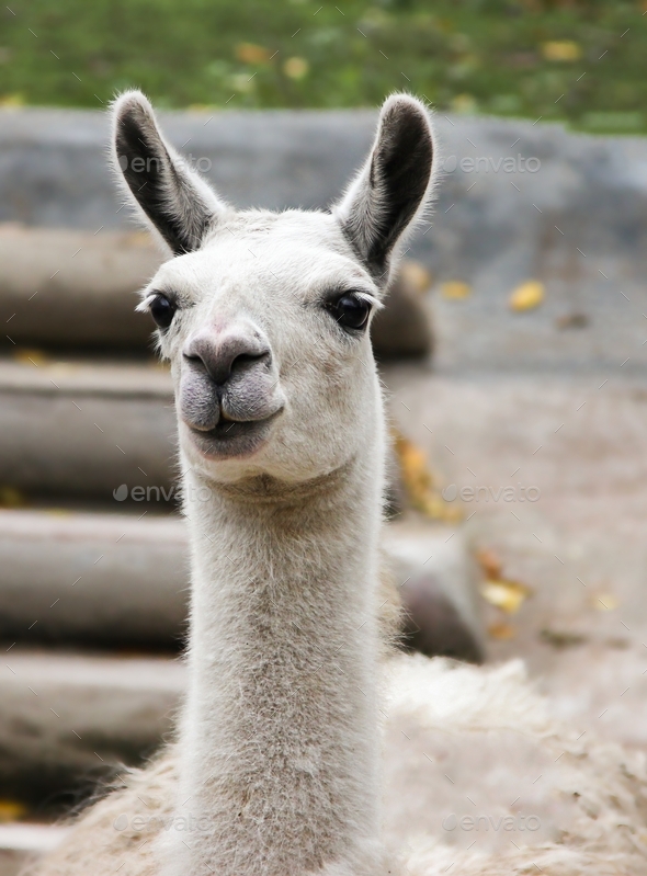 Vertical composition Llama portrait looks off camera for a moment while ...