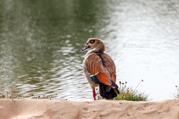 Egyptian goose at Al Qudra lake in Dubai, United Arab Emirates ...