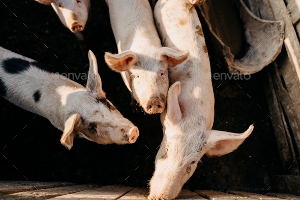 Above view of pigs Stock Photo by flrmrz88 | PhotoDune