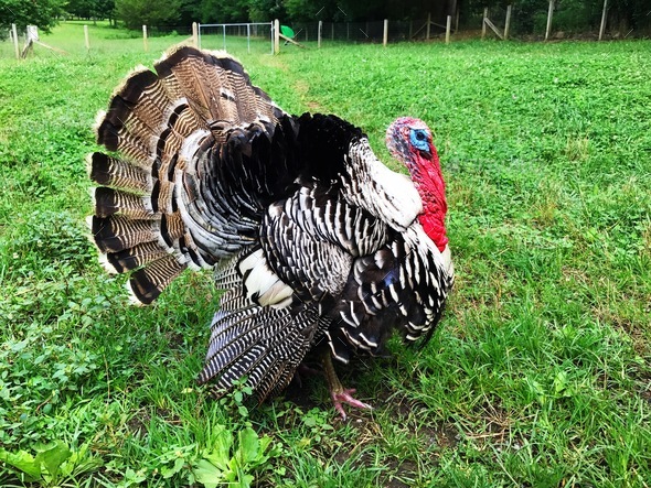 Full grown live Turkey walking through the farm all puffed up and ...