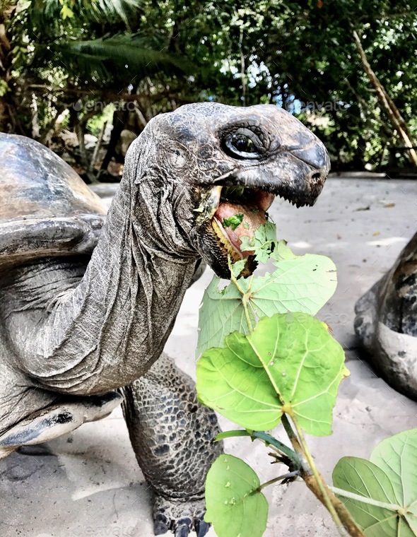 Turtle eating leaves, Turtle Sanctuary, Curieuse Marine National Park ...