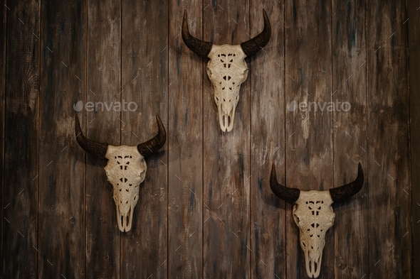 Rustic interior design. Wall with animal skulls Stock Photo by LesiaScotch