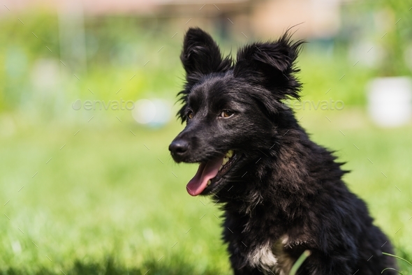 Black dog profile Stock Photo by laru_ka | PhotoDune
