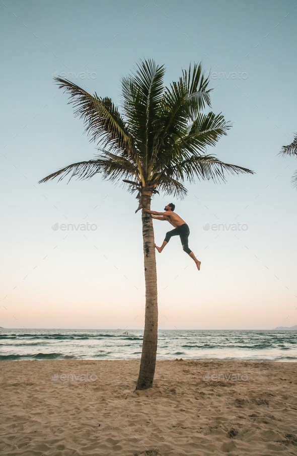 Climb a coconut tree Stock Photo by rikkicarman1 | PhotoDune