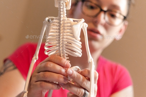 school work from home, young millennial woman putting together anatomy ...