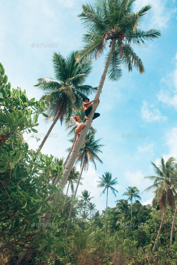 Couple climbing palm tree Stock Photo by rikkicarman1 | PhotoDune