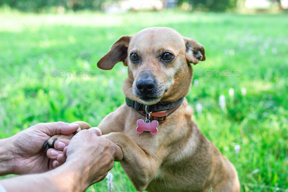 Paws of dog in hands of owner. Concept of friendship and relationship ...
