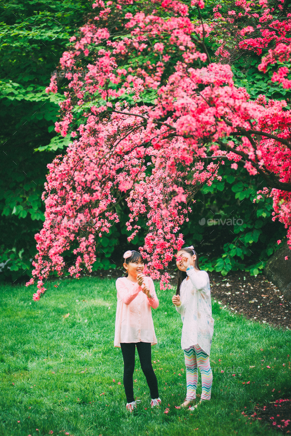 Two girls playing under Azalea tree in spring Stock Photo by naokawa
