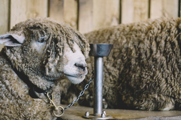 Punk sheep Stock Photo by wikornr | PhotoDune