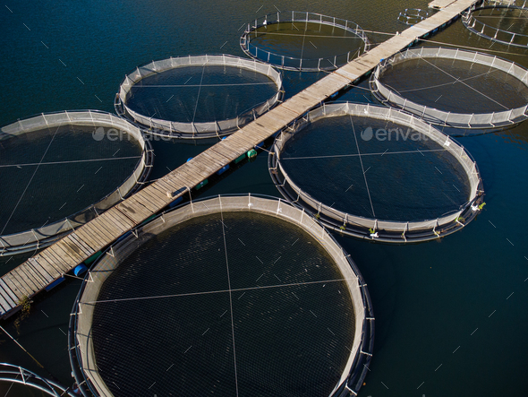 trout fish farm in the river aerial view Stock Photo by Sandsun | PhotoDune