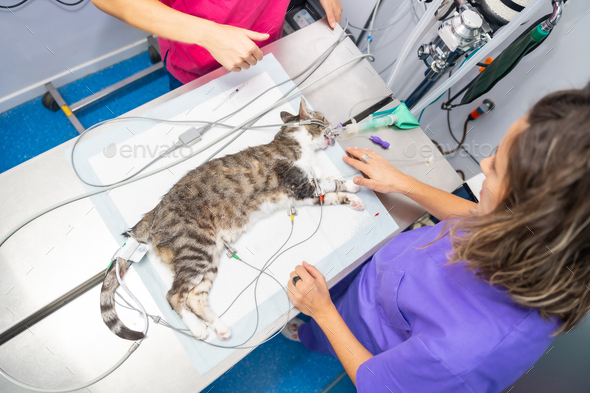 Veterinary clinic, cat on the operating table with the nurses looking ...