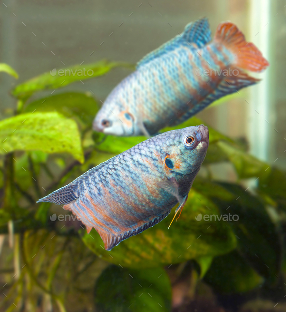 Two aquarium fish swimming circling around each other blurred ba Stock ...