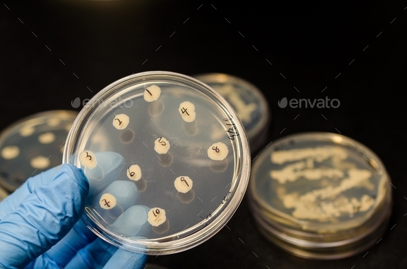 antibiotic sensitivity test and bacterial culture plate Stock Photo by ...
