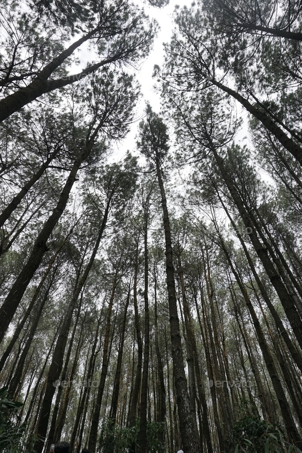 Pine forest background Stock Photo by kape_motret | PhotoDune