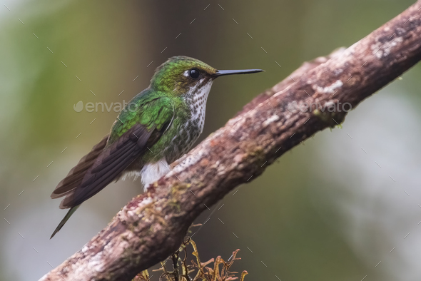 Booted racket tail (Ocreatus underwoodii). Small female hummingbird ...