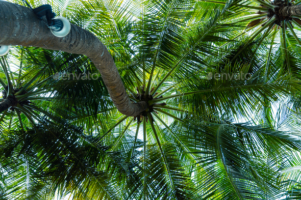 Green leaves of coconut tree for nature background, abstract background ...