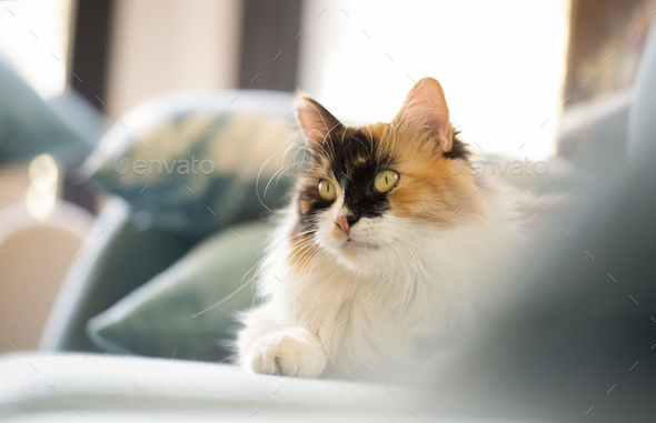 Long haired calico cat cute Stock Photo by esindeniz | PhotoDune
