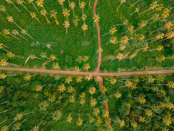 Drone aerial view above huge long palm trees at the Island Of Koh Mak ...