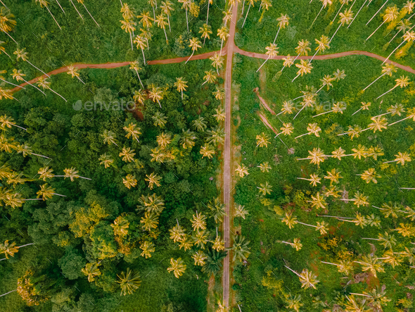 Drone aerial view above huge long palm trees at the Island Of Koh Mak ...