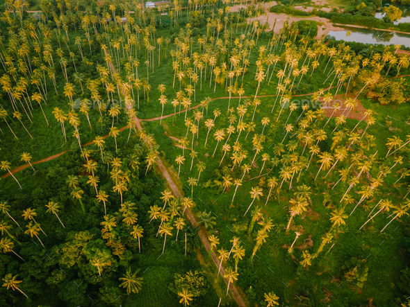 Drone aerial view above huge long palm trees at the Island Of Koh Mak ...