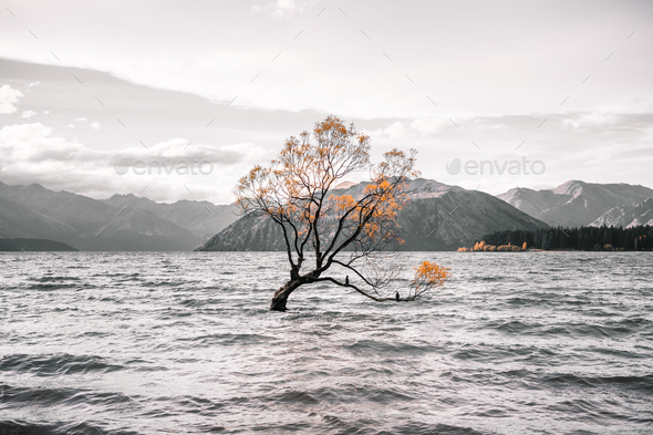 curious tree with two birds perched on its branches in the middle of ...