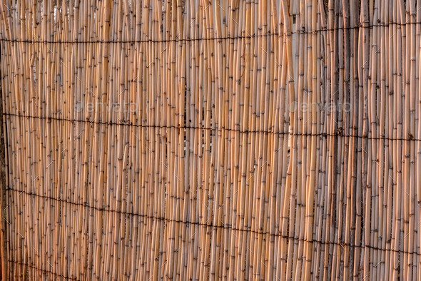Reed wall in the last rays of the setting sun Stock Photo by dpreezg