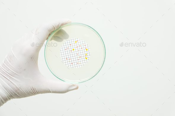 Closeup of microorganism colonies on the membrane from purified water ...