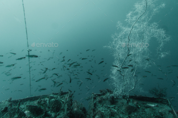 view of the calm seabed with a school of small plant fish and a flotsam ...