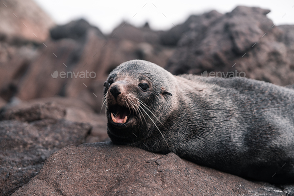 cute furry seal with long whiskers small ears and small eyes with open ...
