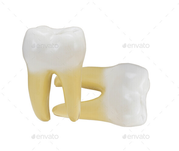 tooth isolated Stock Photo by ozaiachin | PhotoDune