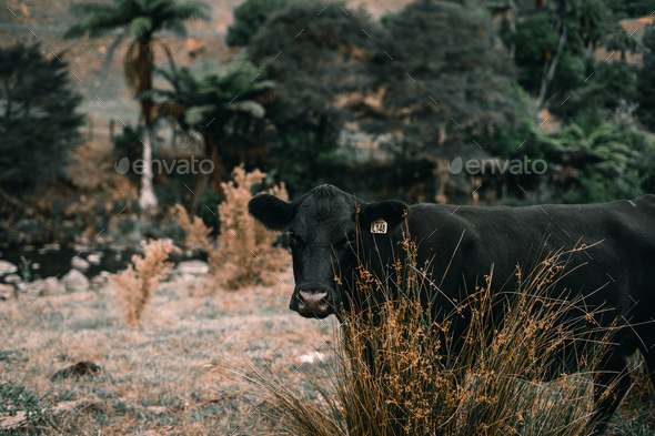 big black cow intimidated by the presence of the photographer in the ...