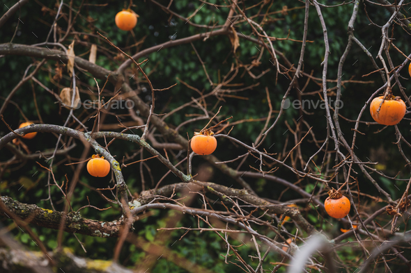 View through the naked branches of khaki fruits growing on a tree Stock ...