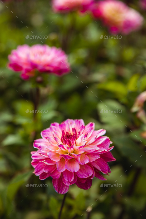 Blooming Astra perennial. Autumn flower. Beautiful blurred nature ...