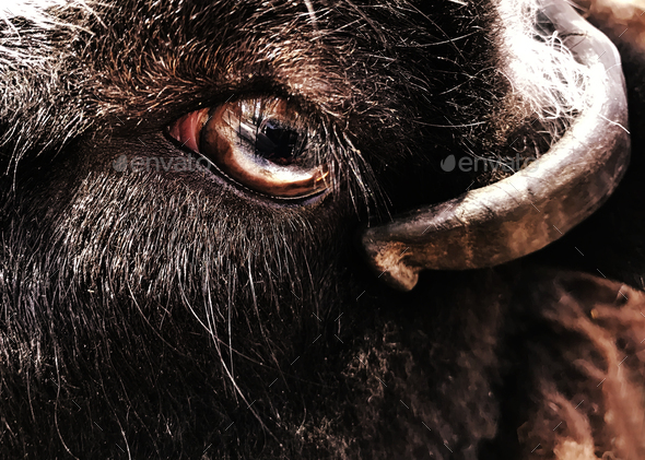 Close up of Bull's Eye and Horn Stock Photo by Leonteena | PhotoDune
