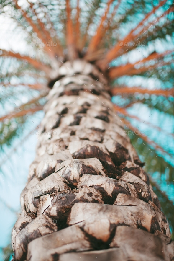 Palm tree perspective Stock Photo by daphneemarie | PhotoDune