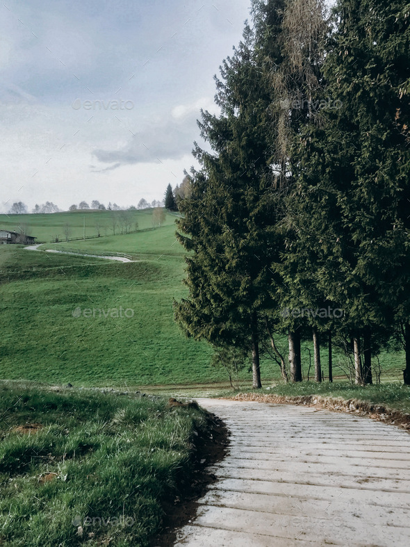 Green fields and trees, pathway, empty road, countryside, fresh spring ...