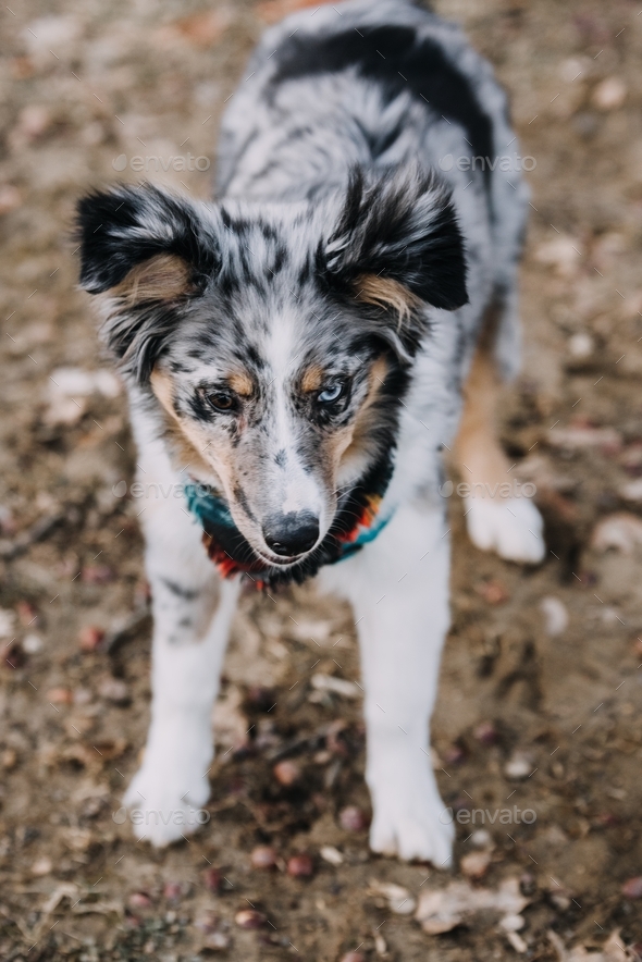 Blue Merle Australian shepherd puppy Stock Photo by jamiesuephotography