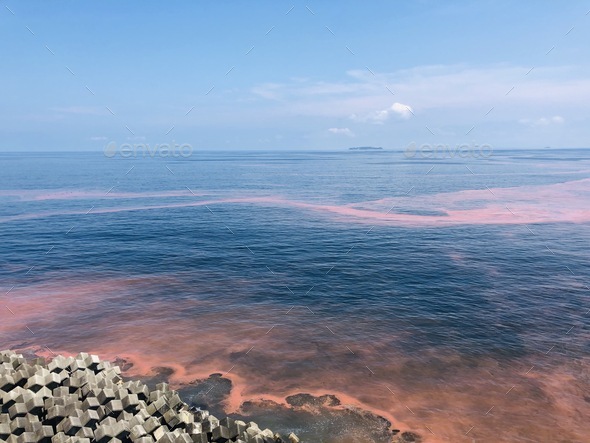 Red phosphorescent plankton color the ocean at Atami, Shizuoka, Japan ...