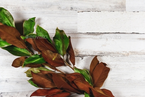 Rustic autumn background with dried magnolia leaves on white distressed ...