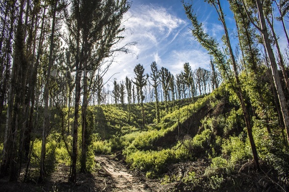 Regrowing trees in a forest after a fire with blue dramatic sky. Stock ...