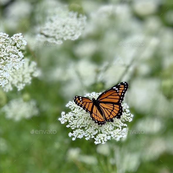 Monarch butterfly on Queen Anne’s Lace Stock Photo by krisprahl | PhotoDune