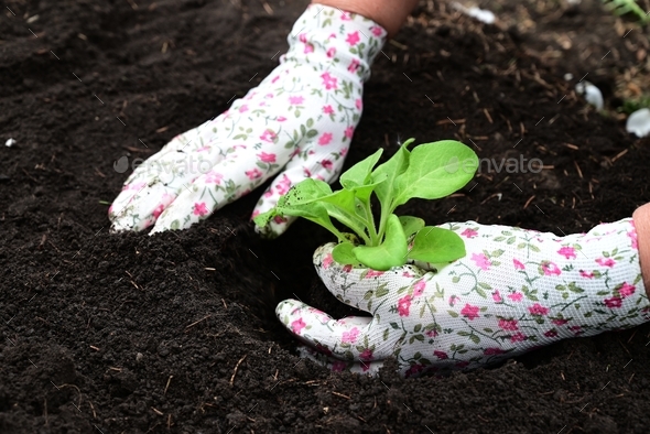 transplanting petunia seedlings from a temporary pot into the ground ...