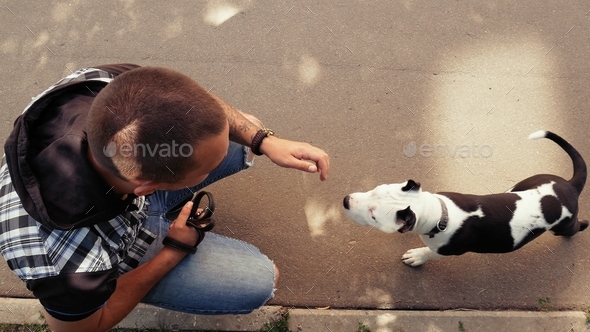 The owner calls the dog Stock Photo by nikitavas | PhotoDune