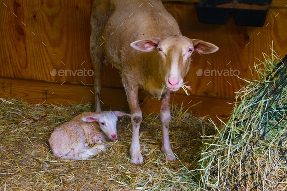 Ewe eating hay after nursing her lamb in a barn in the countryside ...