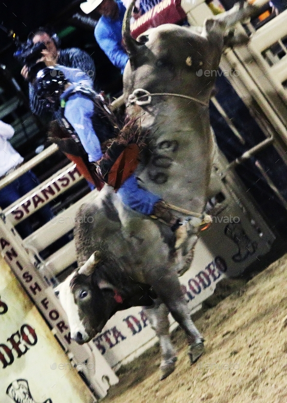 Vertical action shot of bull rider holding on for eight seconds as ...