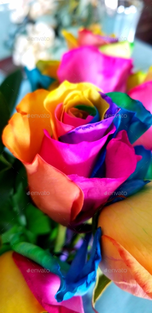 Vertical closeup image of rainbow colored rose. Stock Photo by ...